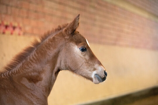 「Dunkelfuchs」の画像 - 243 件の Stock 写真、ベクターおよびビデオ | Adobe Stock