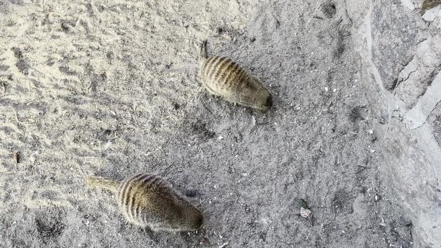 Spitzig Bilder – Durchsuchen 461 Archivfotos, Vektorgrafiken und Videos ...