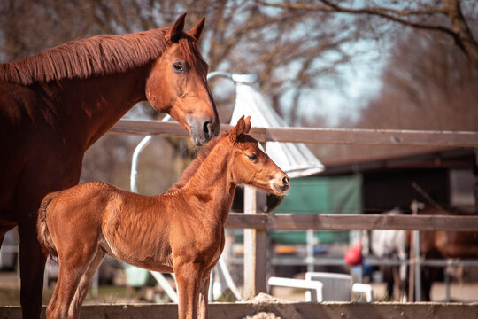 Springpferde Bilder – Durchsuchen 1,037 Archivfotos, Vektorgrafiken und ...