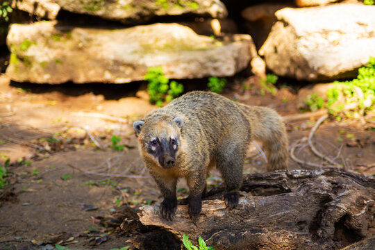 「Procyonidae」の画像 - 2,402 件の Stock 写真、ベクターおよびビデオ | Adobe Stock