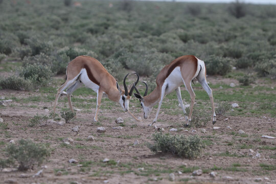 รูปภาพSpringboks – เลือกดูภาพถ่ายสต็อก เวกเตอร์ และวิดีโอ19,314 | Adobe ...