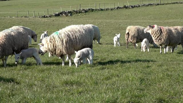 Lambing Images – Browse 521,976 Stock Photos, Vectors, and Video ...