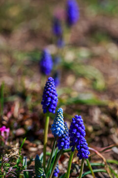 Grape-Hyacinth Images – Browse 39,382 Stock Photos, Vectors, and Video ...