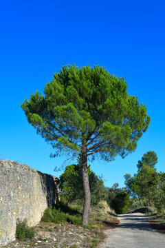 「Pinie」の画像 - 3,298 件の Stock 写真、ベクターおよびビデオ | Adobe Stock