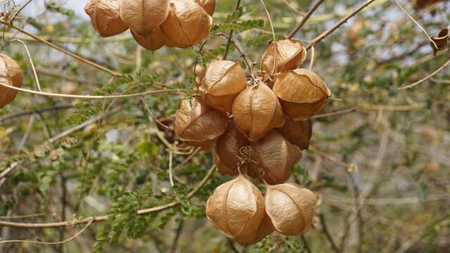"Cardiospermum Halicacabum" Images – Browse 606 Stock Photos, Vectors ...