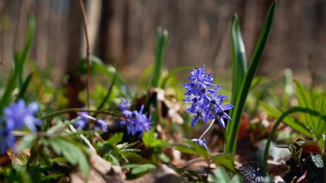 "Alpine Squill" Images – Browse 2,484 Stock Photos, Vectors, and Video ...