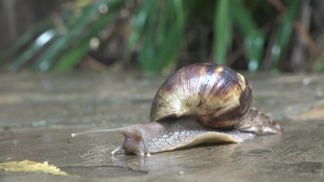Obrazy ("French Snail") — zdjęcia, wektory i wideo bez tantiem (53 ...