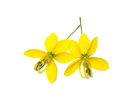 รูปภาพKanikonna – เลือกดูภาพถ่ายสต็อก เวกเตอร์ และวิดีโอ10,269 | Adobe ...