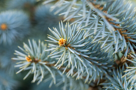 Imágenes de Pinacea: descubre bancos de fotos, ilustraciones, vectores ...