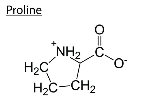 Proline Structure Amino Acid