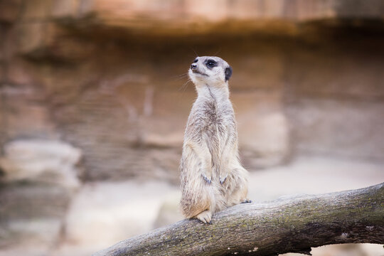 รูปภาพOfa – เลือกดูภาพถ่ายสต็อก เวกเตอร์ และวิดีโอ571 | Adobe Stock