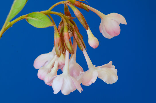 Luculia Images – Browse 27 Stock Photos, Vectors, and Video | Adobe Stock