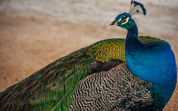 Ruddiness Bilder – Durchsuchen 1,630 Archivfotos, Vektorgrafiken und ...