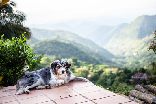 Dogtooth Images – Browse 1,821,084 Stock Photos, Vectors, and Video ...