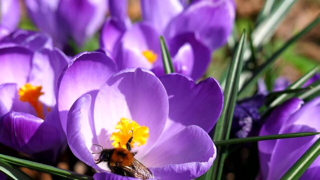 Crocus Video Footage – Browse 5,836 HD Stock Video and Footage | Adobe ...