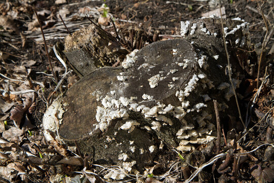 "Rotten Stump" Images – Browse 194 Stock Photos, Vectors, and Video ...