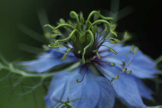 รูปภาพKalonji – เลือกดูภาพถ่ายสต็อก เวกเตอร์ และวิดีโอ1,105 | Adobe Stock