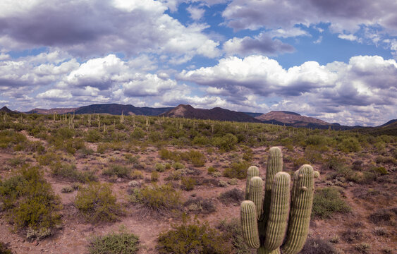 Tonto Images – Browse 1,903 Stock Photos, Vectors, and Video | Adobe Stock