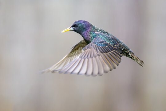 Starling In Flight Images – Browse 48,131 Stock Photos, Vectors, and ...