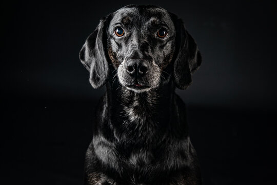 Dogtooth Images – Browse 1,821,084 Stock Photos, Vectors, and Video ...