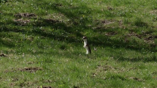 รูปภาพMarder – เลือกดูภาพถ่ายสต็อก เวกเตอร์ และวิดีโอ2,411 | Adobe Stock