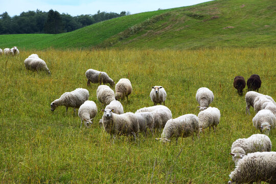 Green Pasture Sheep Images – Browse 123,902 Stock Photos, Vectors, and ...