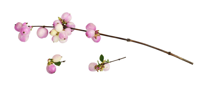 Imágenes de Ghostberry: descubre bancos de fotos, ilustraciones ...