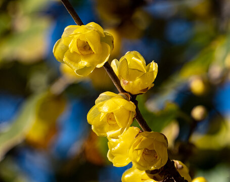 รูปภาพWintersweet – เลือกดูภาพถ่ายสต็อก เวกเตอร์ และวิดีโอ5,332 | Adobe ...