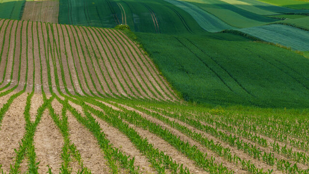 Uprawne Images – Browse 1,263 Stock Photos, Vectors, and Video | Adobe ...