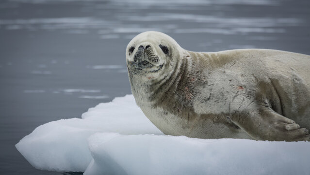 Seerobbe bilder – Bläddra bland 301 stockfoton, vektorer och videor ...