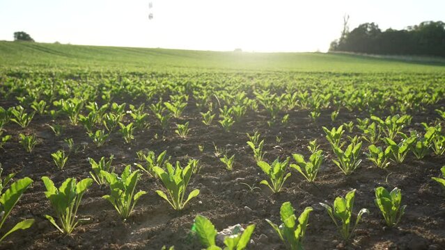 Imágenes de Monocropping: descubre bancos de fotos, ilustraciones ...