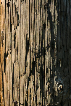 Telephone Pole Texture