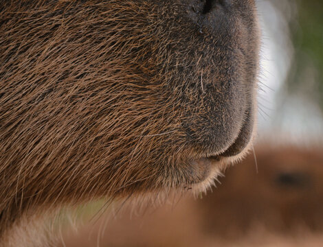 รูปภาพCapibara – เลือกดูภาพถ่ายสต็อก เวกเตอร์ และวิดีโอ13,278 | Adobe Stock