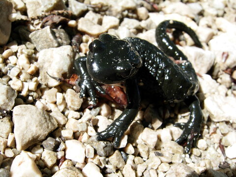 รูปภาพSchwanzlurch – เลือกดูภาพถ่ายสต็อก เวกเตอร์ และวิดีโอ491 | Adobe ...