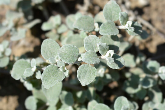 Imphepho Bilder – Durchsuchen 49 Archivfotos, Vektorgrafiken und Videos ...