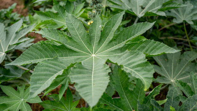 รูปภาพEuphorbiaceae – เลือกดูภาพถ่ายสต็อก เวกเตอร์ และวิดีโอ7,996 ...