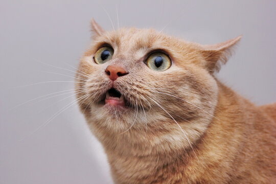 รูปภาพ"Red Cat" – เลือกดูภาพถ่ายสต็อก เวกเตอร์ และวิดีโอ7,469 | Adobe Stock