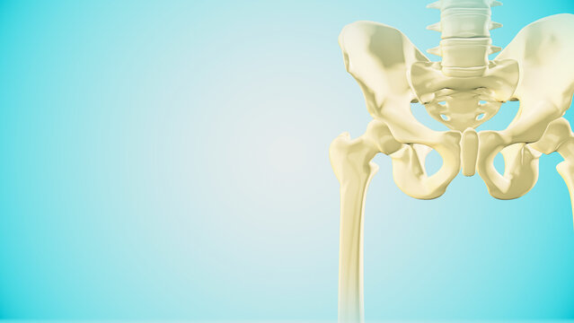 Symphyse Bilder – Durchsuchen 213 Archivfotos, Vektorgrafiken und ...