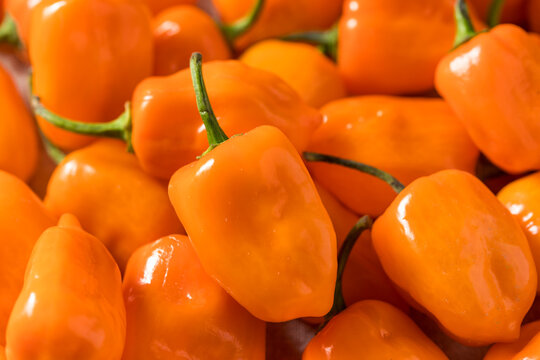 Habanero bilder – Bläddra bland 14,591 stockfoton, vektorer och videor ...