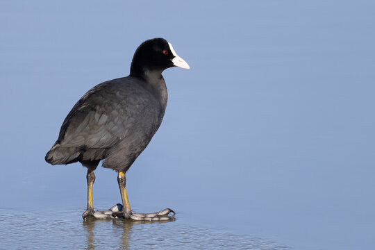 Black Coot Images – HD & 4K Photos Free to Download | PikWizard