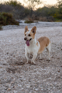 Corgi Red Heeler Mix