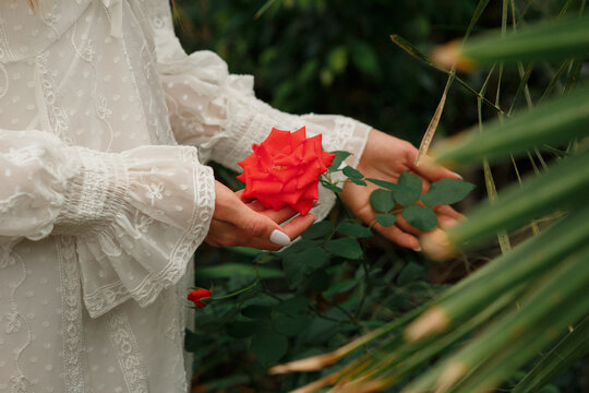 "Rose In Hand" Images – Browse 70 Stock Photos, Vectors, and Video ...
