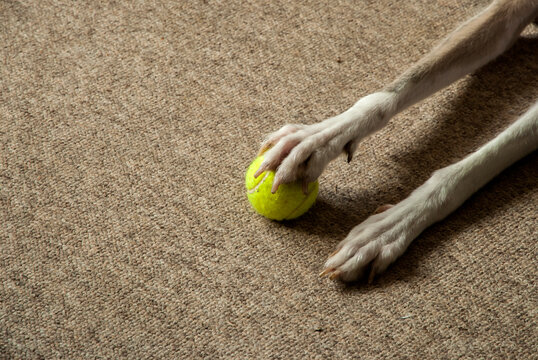 Forelegs Images – Browse 3,861 Stock Photos, Vectors, and Video | Adobe ...