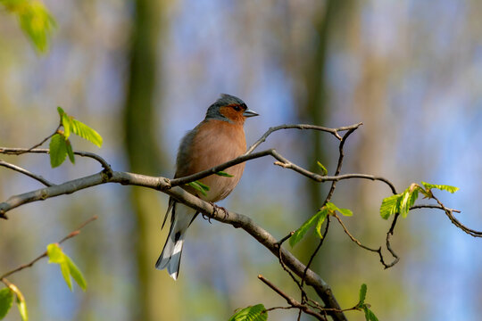 Vink Images – Browse 415 Stock Photos, Vectors, and Video | Adobe Stock