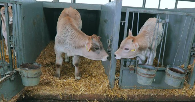 "Cute Cow" Imagens – Procure 2,794 fotos, vetores e vídeos | Adobe Stock