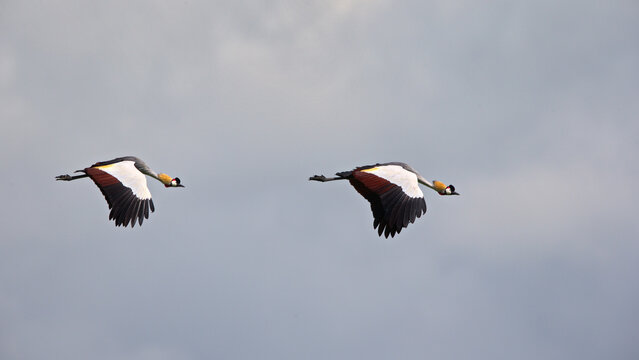 Schnacke Bilder – Durchsuchen 6,409 Archivfotos, Vektorgrafiken und ...