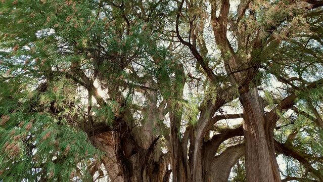 Imágenes de Ahuehuete: descubre bancos de fotos, ilustraciones ...