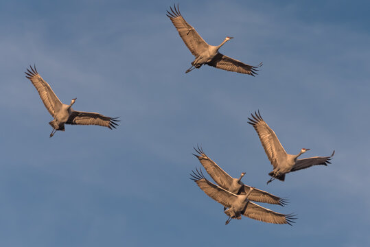 Schnacke Bilder – Durchsuchen 6,288 Archivfotos, Vektorgrafiken und ...