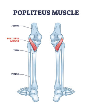 Popliteal Images – Browse 279 Stock Photos, Vectors, and Video | Adobe ...