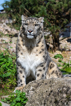 Syn Bilder – Durchsuchen 4,458 Archivfotos, Vektorgrafiken und Videos ...